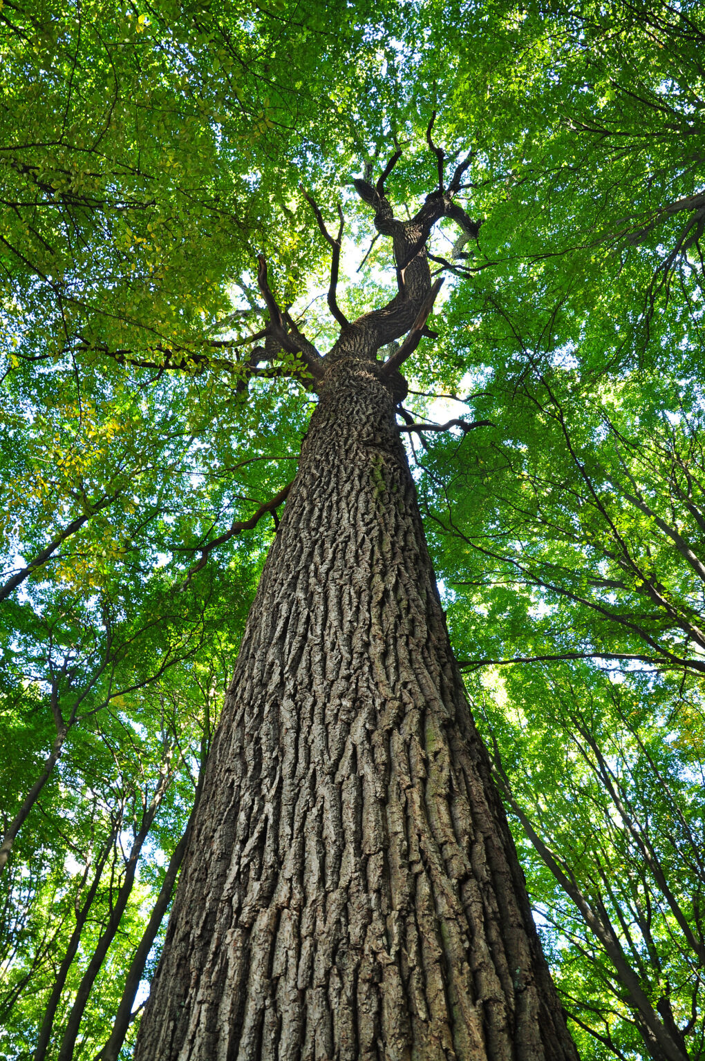 South Charlotte Tree Service – Tree Care Professionals Serving The ...